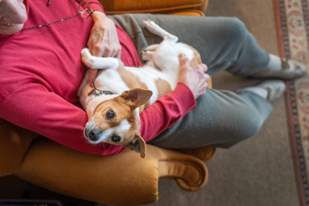 Gifts in Wills options - RSPCA South Australia