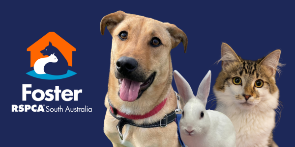 Animal Foster Care in Adelaide | RSPCA South Australia