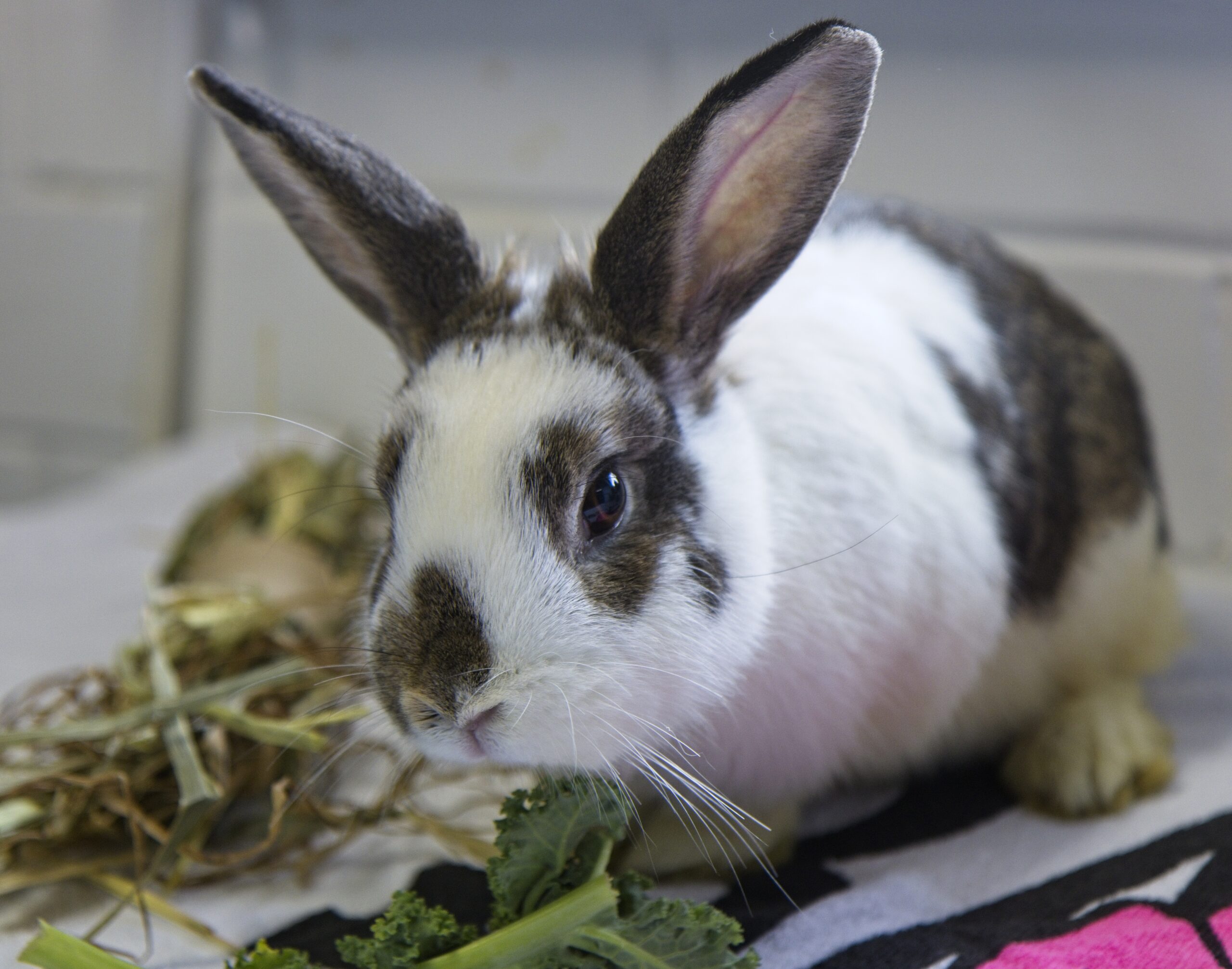 Protecting pets and wildlife during extreme heat - RSPCA South Australia