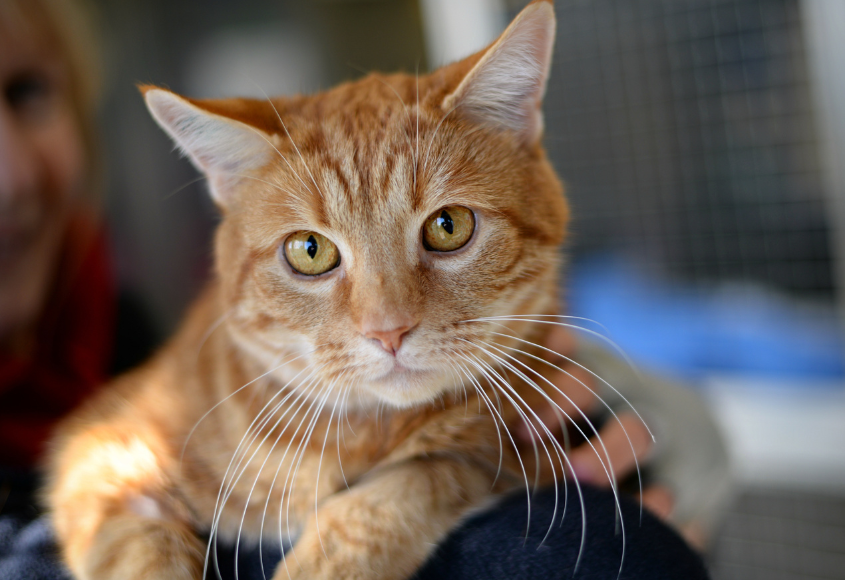 Cat Management Act review - have your say by 4 Sept - RSPCA South Australia