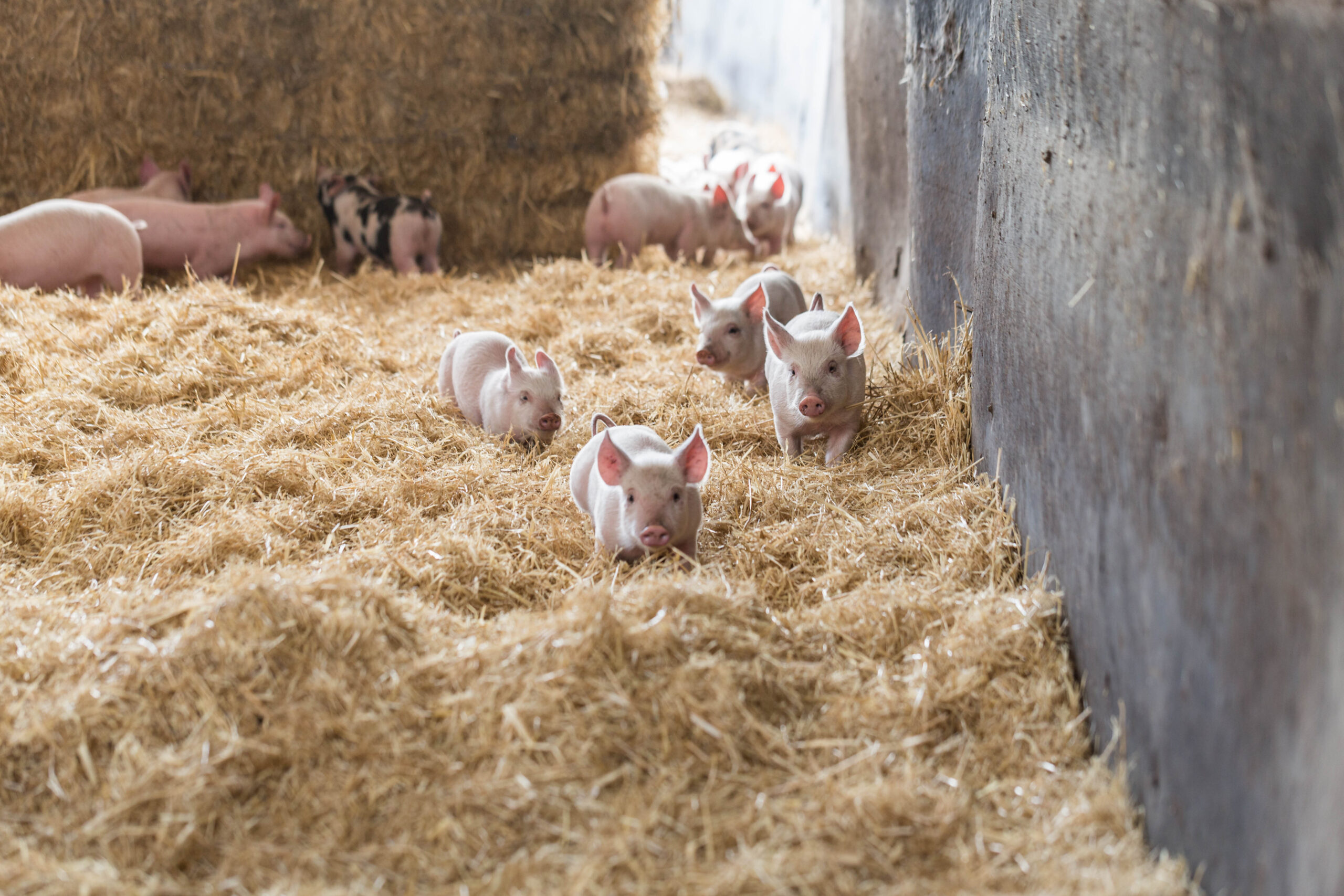 What is the RSPCA Approved Farming Scheme? - RSPCA South Australia