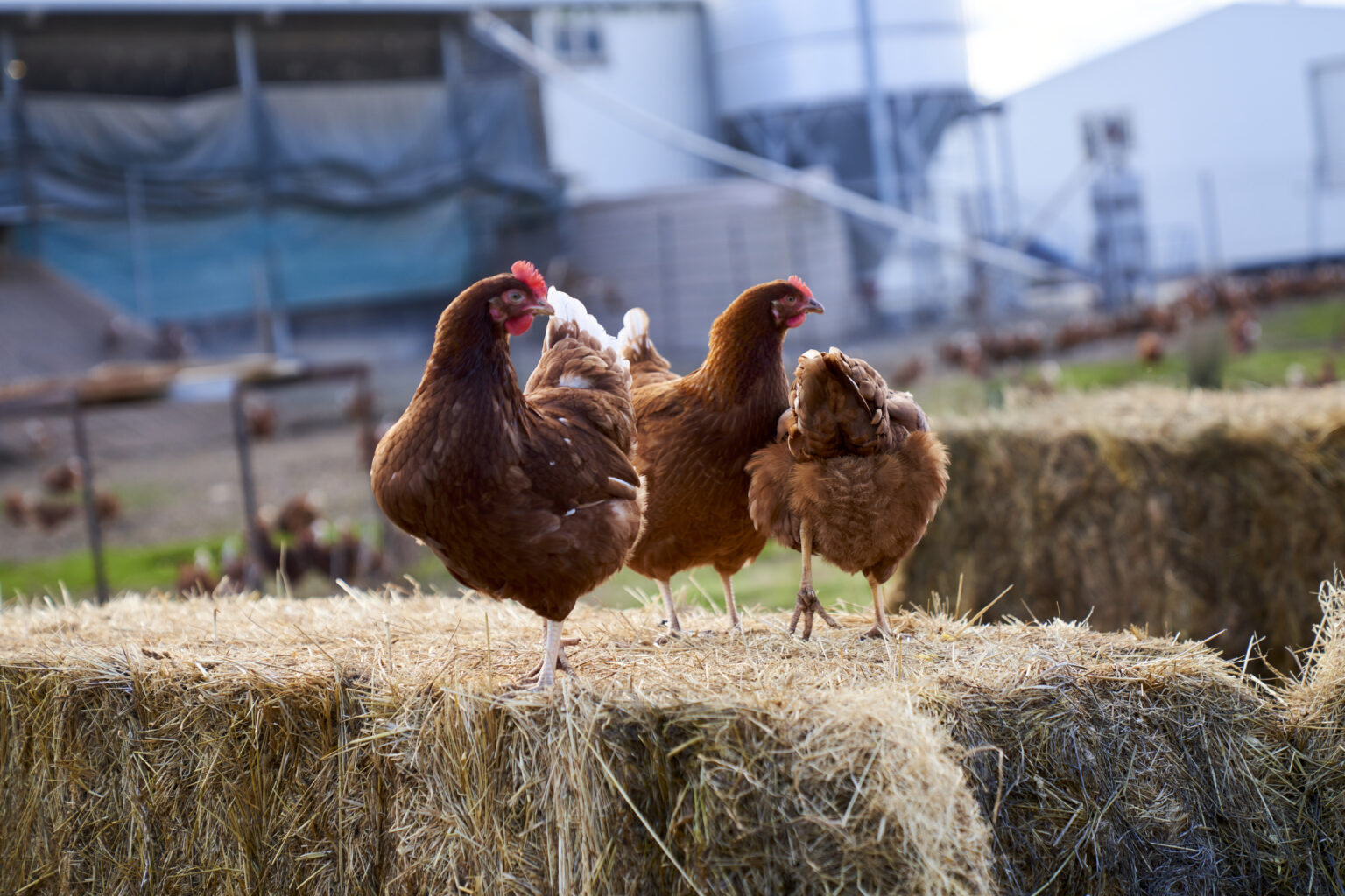What is the RSPCA Approved Farming Scheme? - RSPCA SA