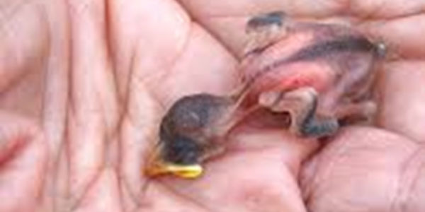 Understanding when and how to help baby birds: A guide for RSPCA SA ...
