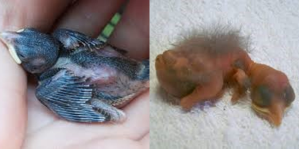 Understanding when and how to help baby birds: A guide for RSPCA SA ...