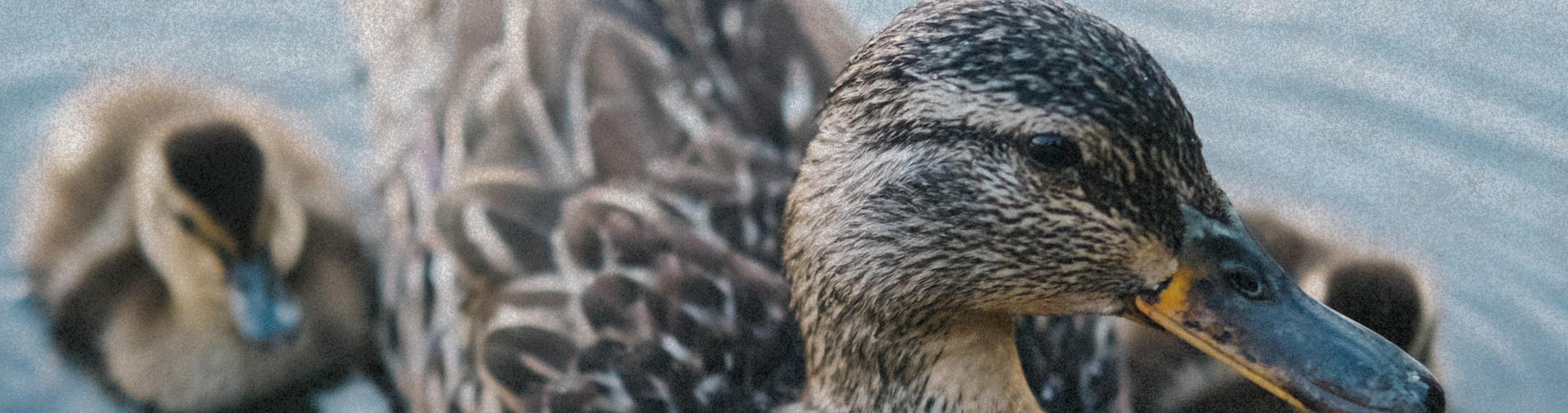 Duck Hunting | RSPCA South Australia