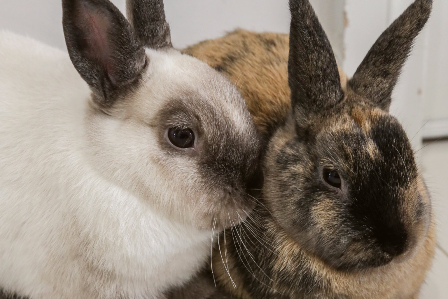 Animal adoption in Adelaide | RSPCA South Australia