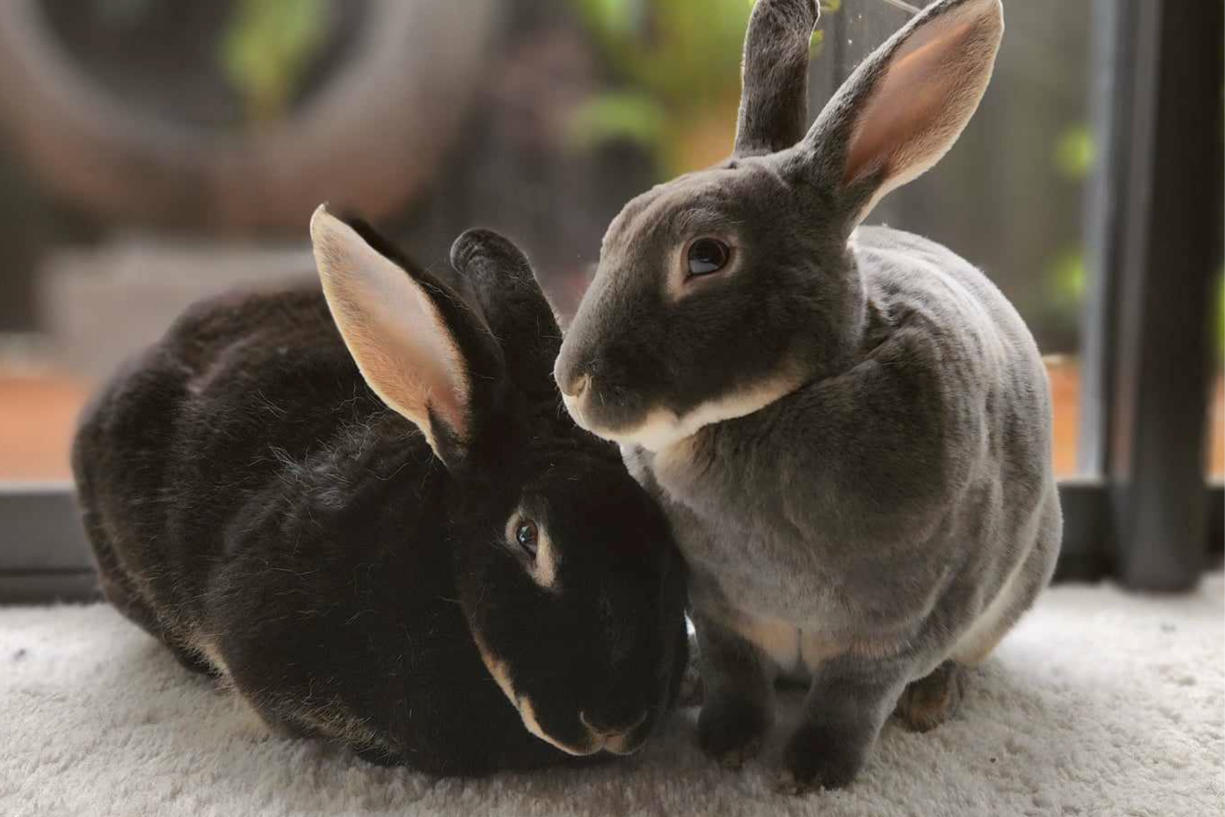 Animal adoption in Adelaide | RSPCA South Australia