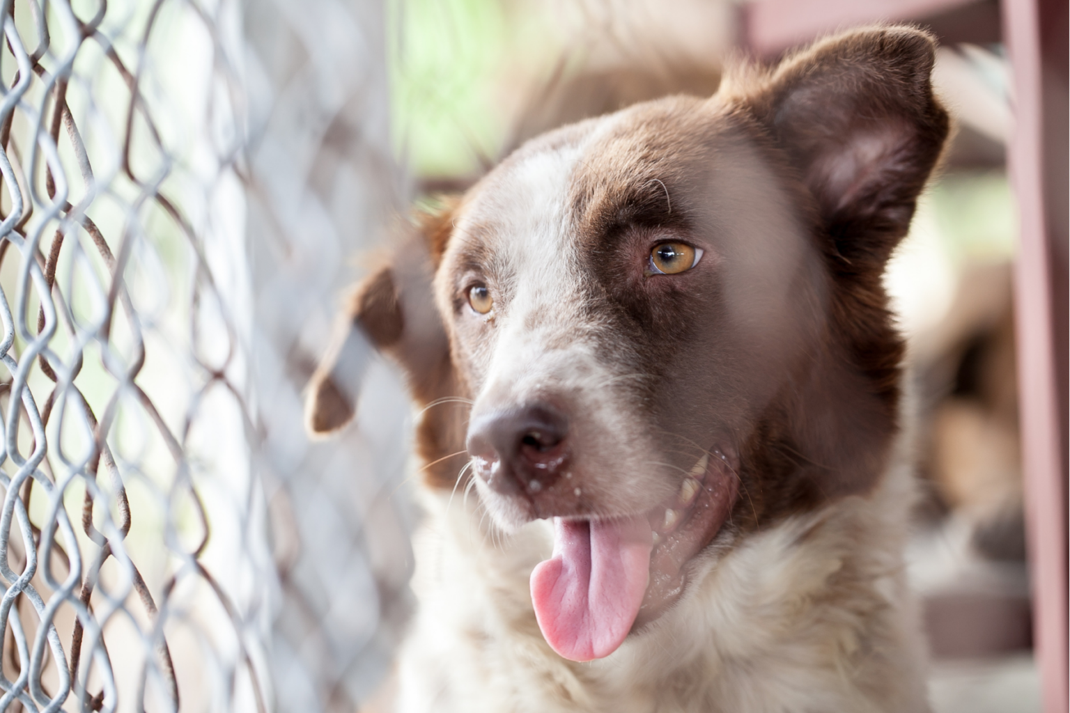 Animal Emergency Services in Adelaide | RSPCA South Australia