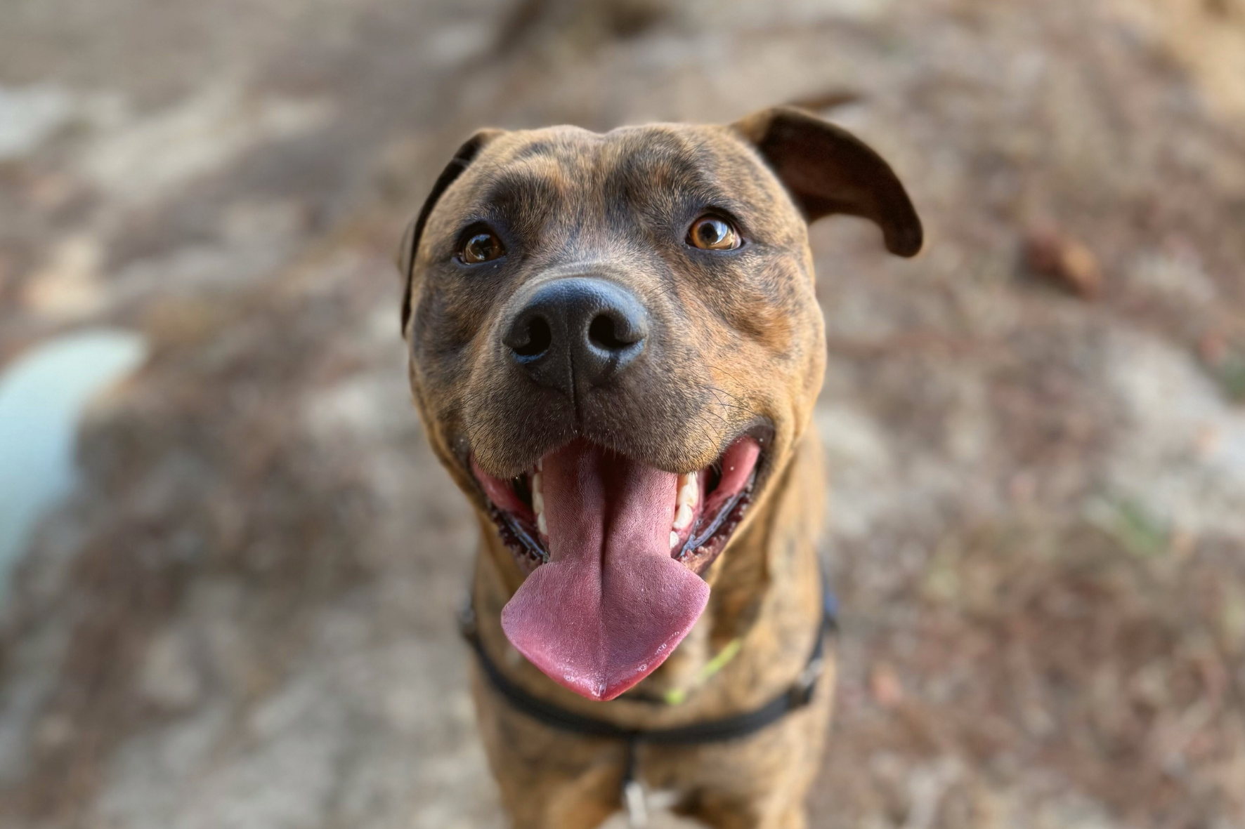 Animal adoption in Adelaide | RSPCA South Australia