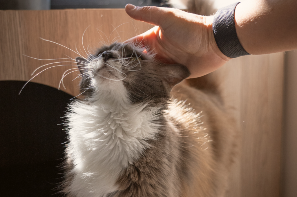 Animal adoption in Adelaide | RSPCA South Australia