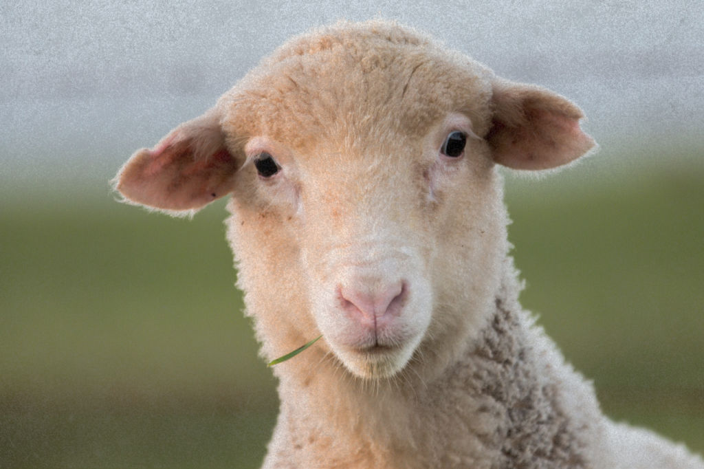 Animal Welfare Issues Adelaide | RSPCA South Australia