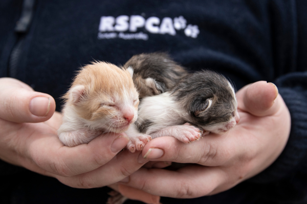 Help Animals in Need in Adelaide | RSPCA South Australia