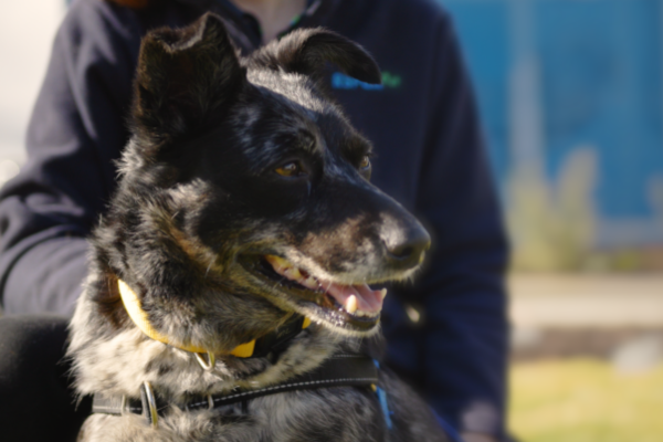 Help Animals in Need in Adelaide | RSPCA South Australia