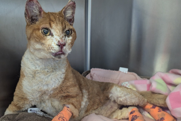 Help Animals in Need in Adelaide | RSPCA South Australia