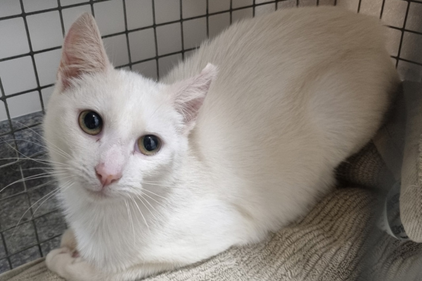 Help Animals in Need in Adelaide | RSPCA South Australia