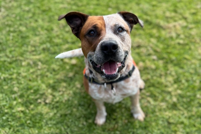 Blog - RSPCA SA