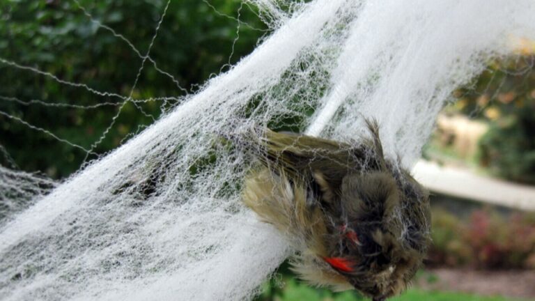 Keeping pets & native wildlife safe this Halloween - RSPCA SA