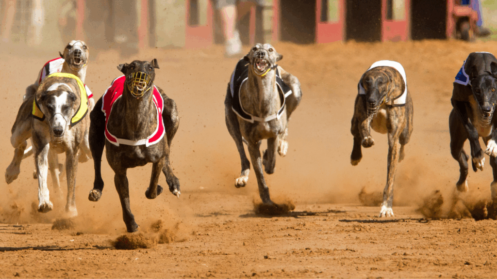 Greyhound racing - RSPCA SA